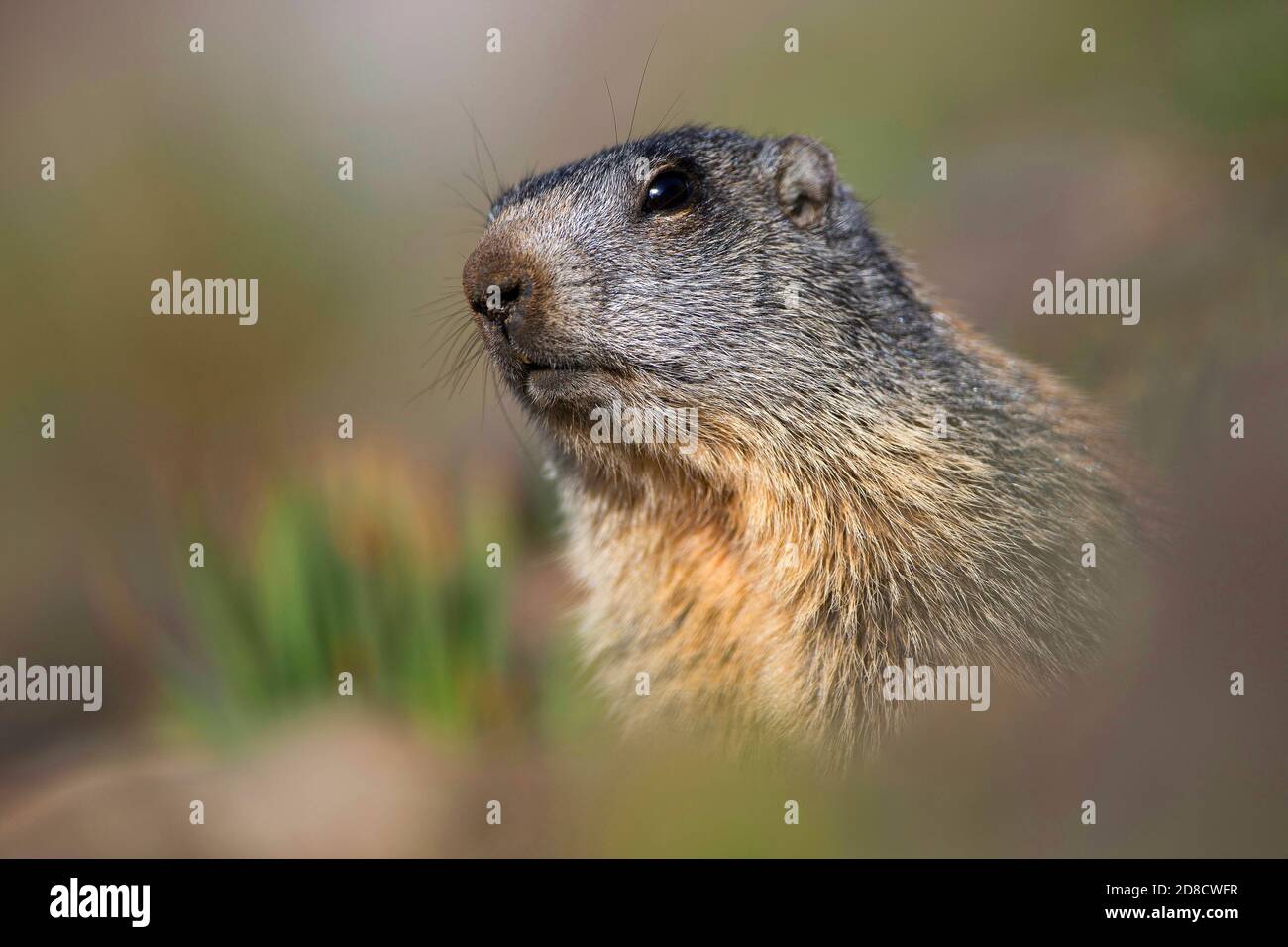 alpine marmot (Marmota marmota), portrait, side view, Spain, Pyrenees ...