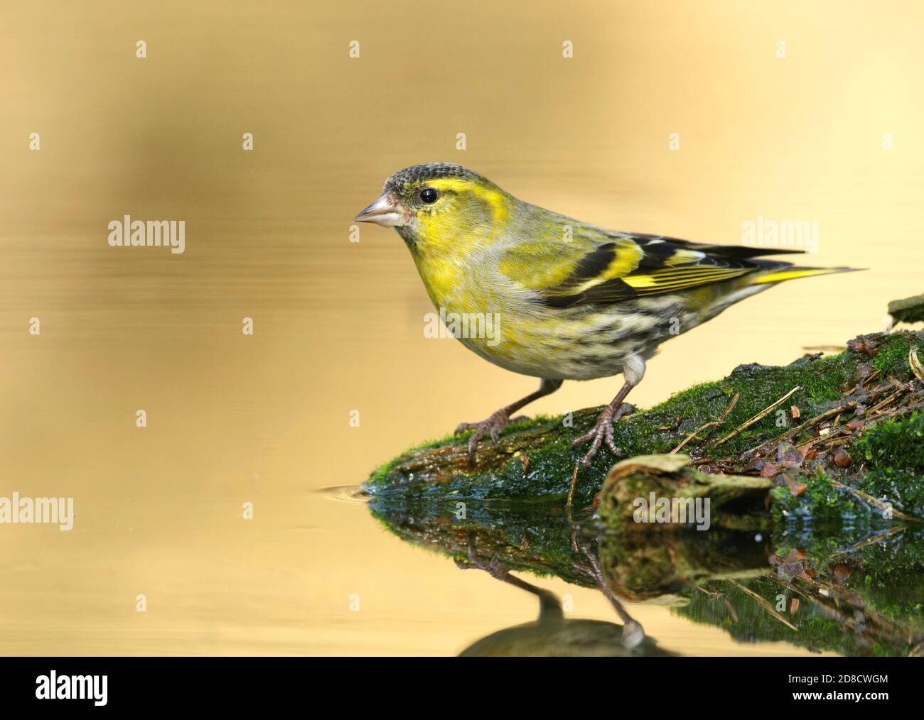 Water edge hi-res stock photography and images - Alamy