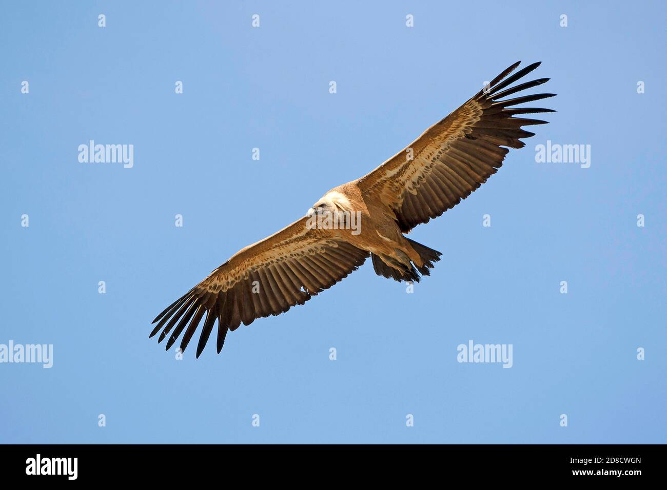 Vultures of the pyrenees hi-res stock photography and images - Alamy