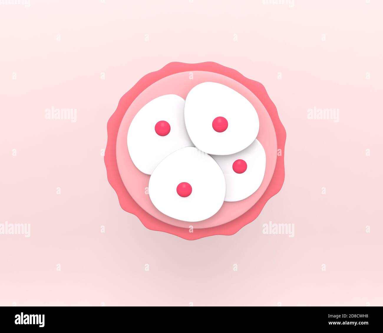 Zygote 4-cell stage. Human embryonic development. 3d rendering medical ...