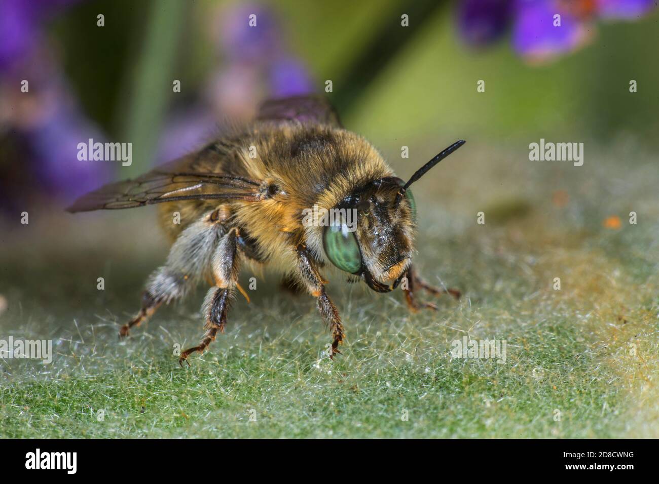 flower bee (Anthophora quadrimaculata), sits on a leaf, Germany Stock ...