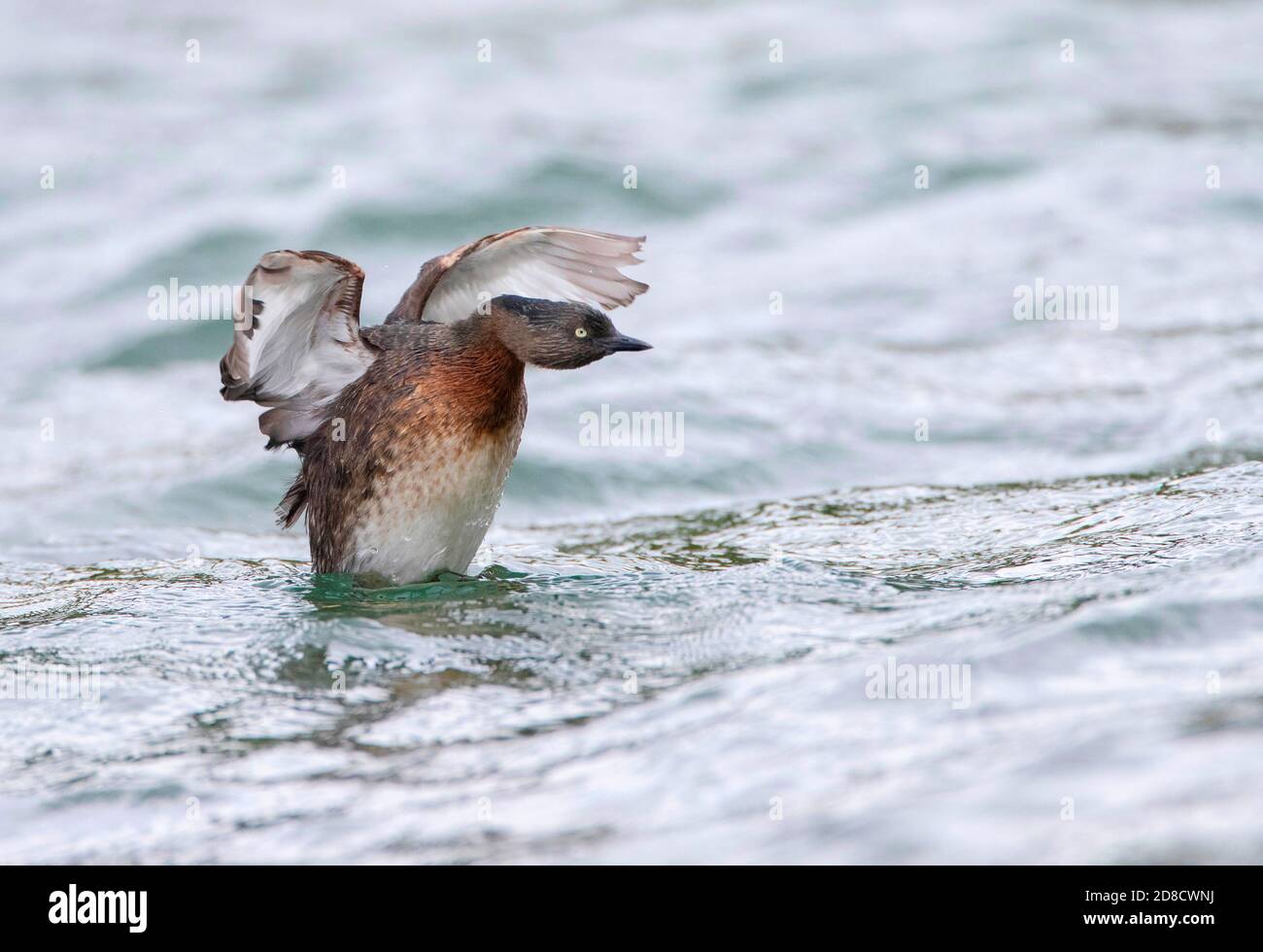 New zealand water birds hi-res stock photography and images - Alamy