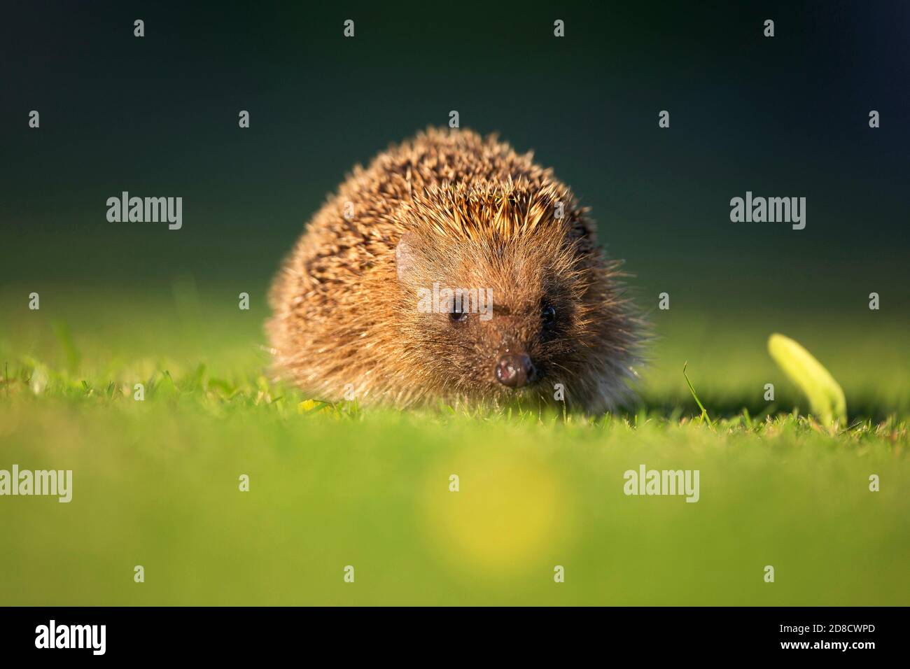 Western hedgehog, European hedgehog (Erinaceus europaeus), in a meadow ...