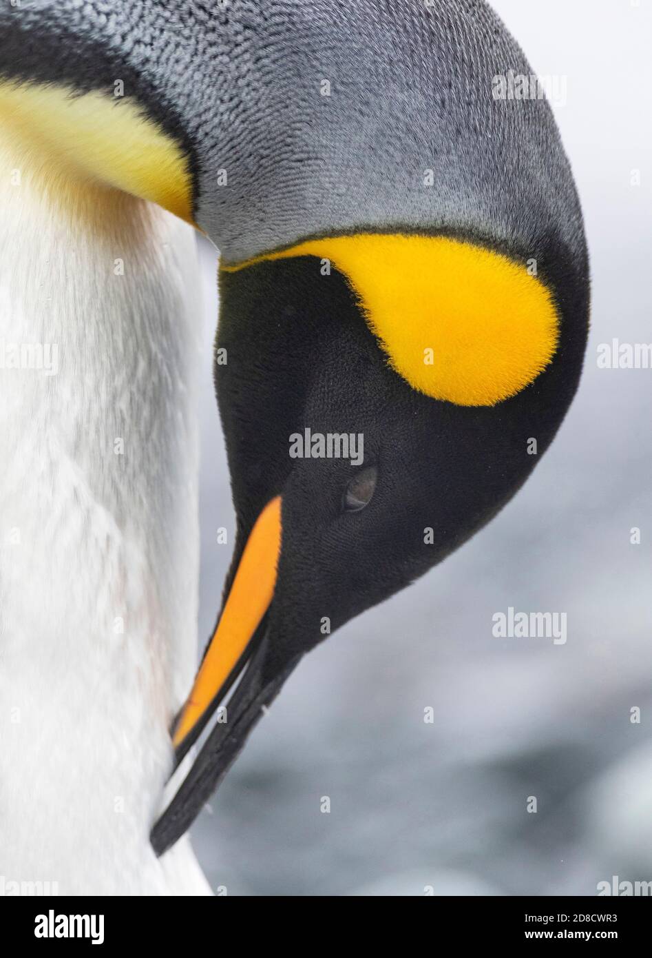 Penguin hygiene hi-res stock photography and images - Alamy