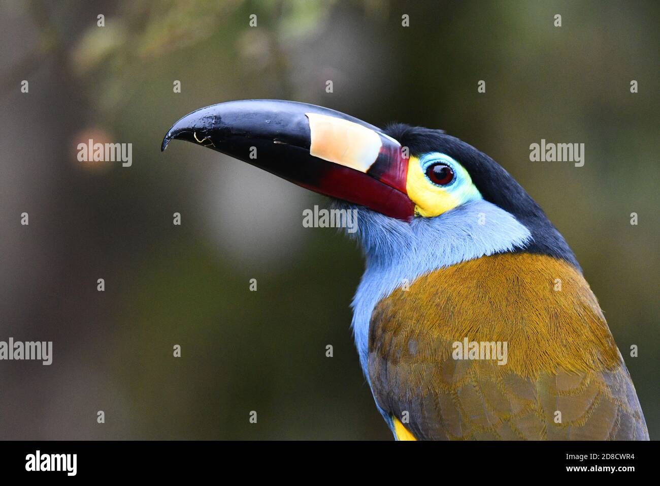 plate-billed mountain toucan (Andigena laminirostris), portrait ...