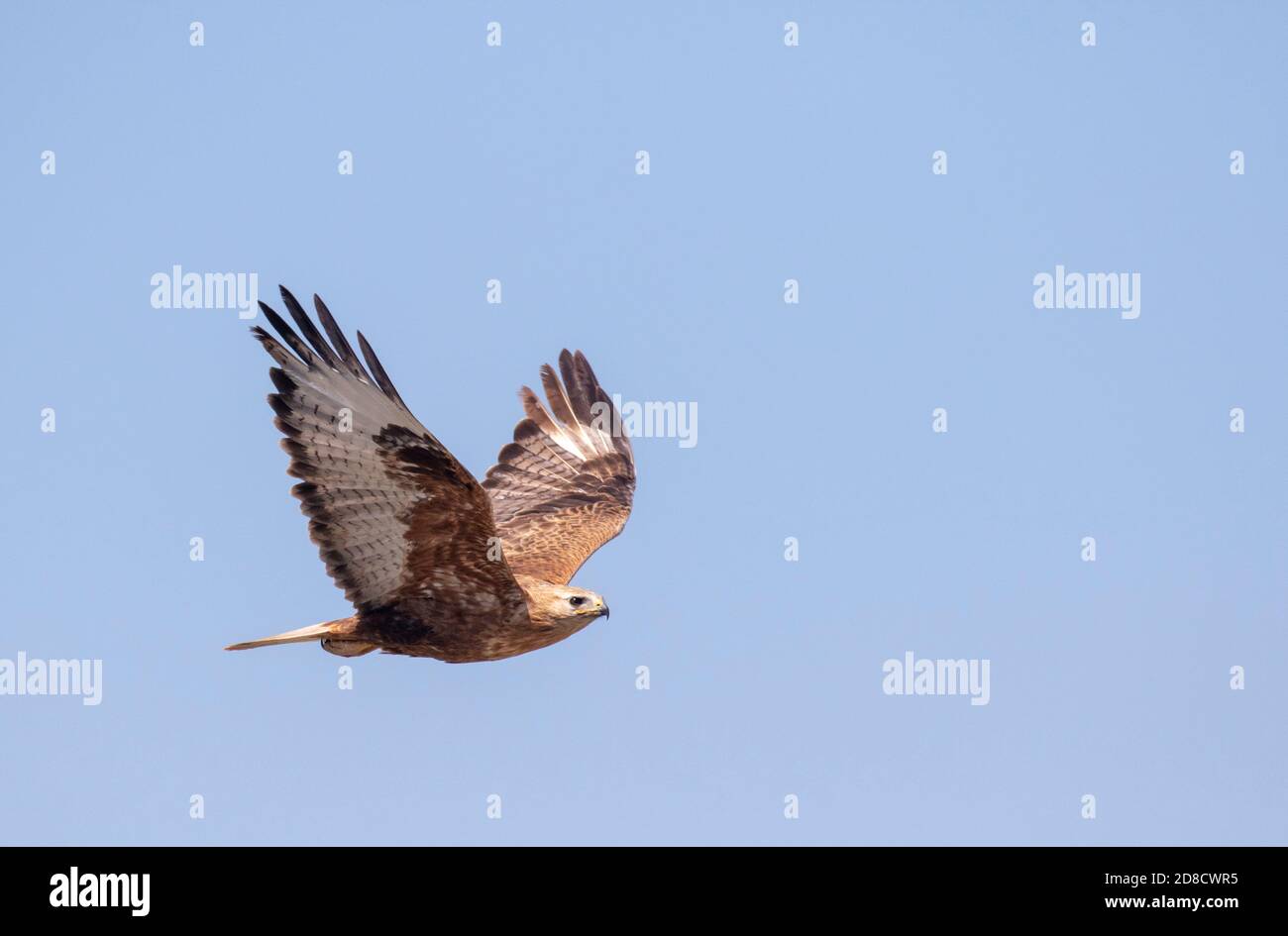Long legged buzzard in flight hi-res stock photography and images - Alamy
