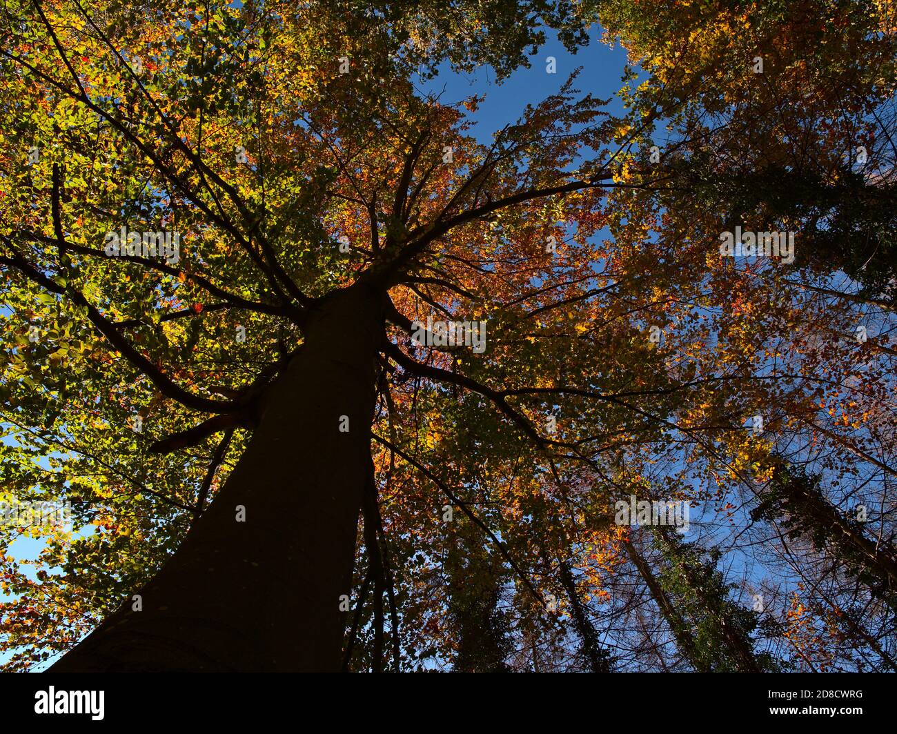 Stunning view from below of trunk and crown of a majestic beech tree ...