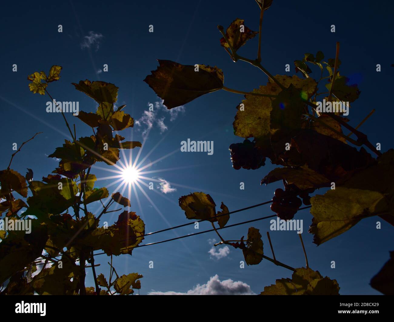 Star season hi-res stock photography and images - Alamy