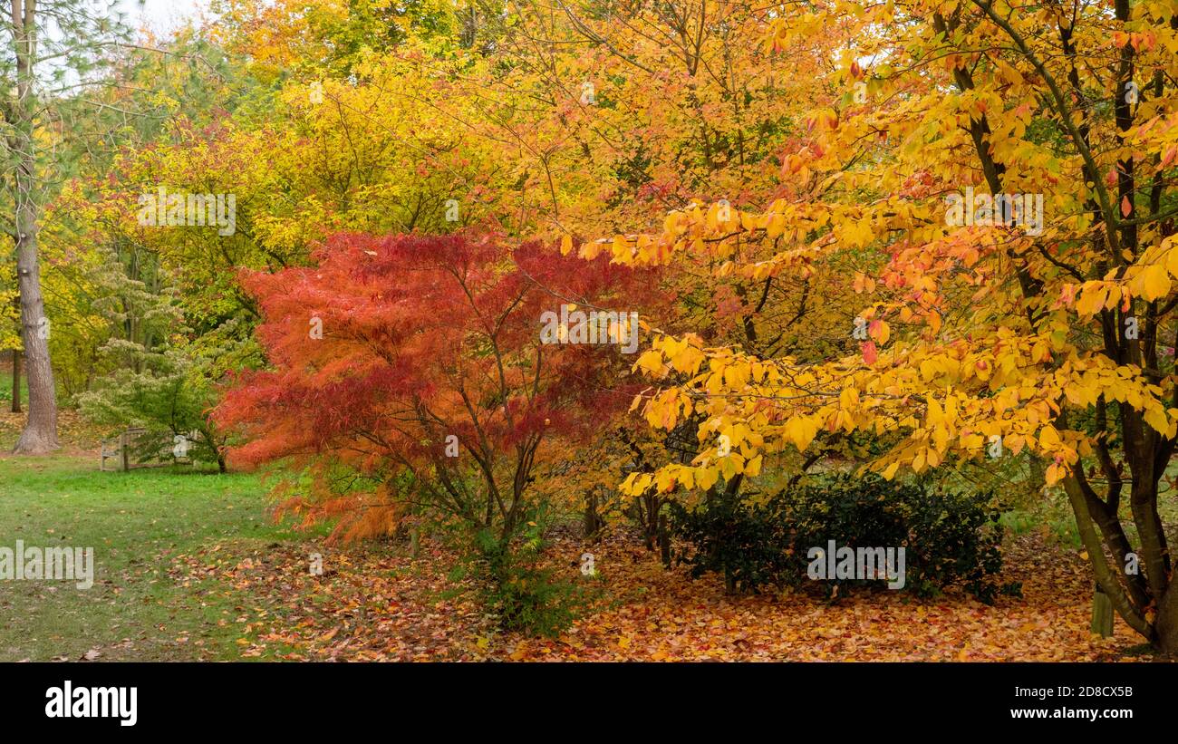 Autumn Colours in the UK Stock Photo - Alamy