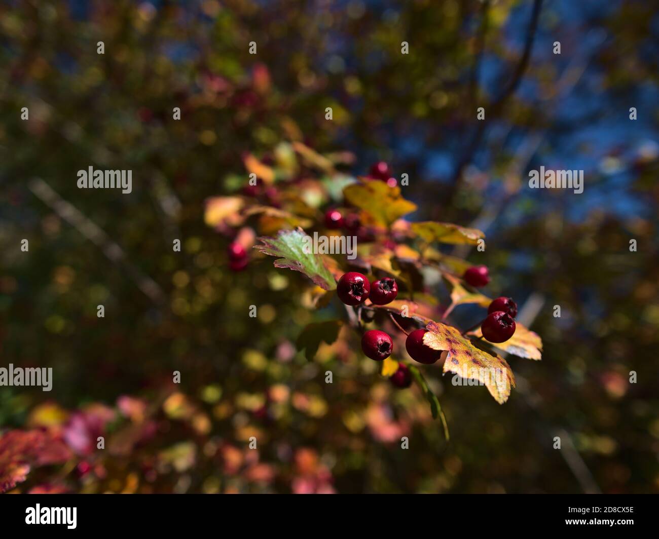 Closeup view of a branch with red colored crataegus berries (also ...