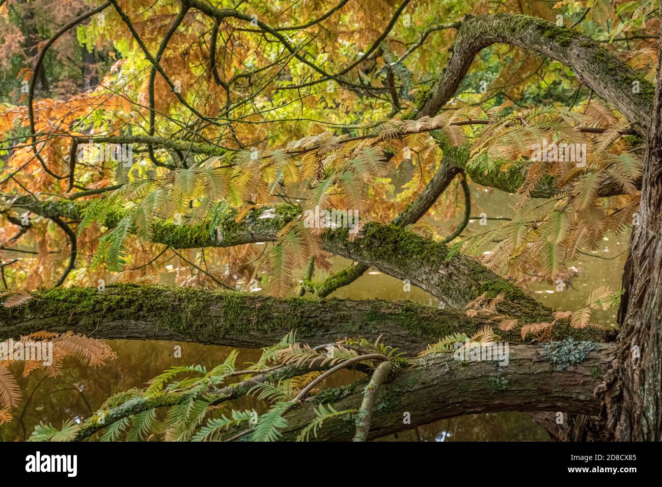 Autumn Colours in the UK Stock Photo - Alamy
