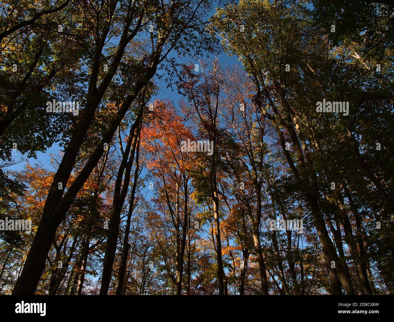 Beautiful view of the trunks and crowns of several beech trees with ...