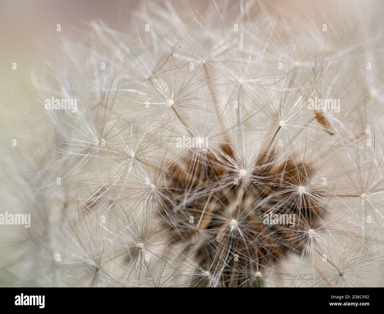 Dandelion flower seed head taraxacum hi-res stock photography and ...