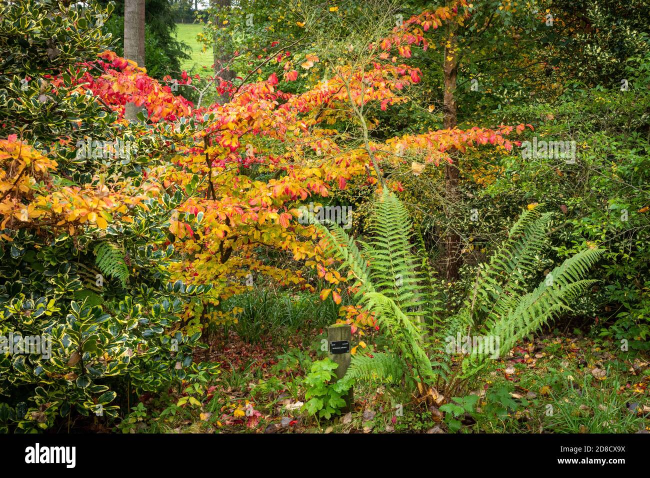 Autumn Colours in the UK Stock Photo - Alamy