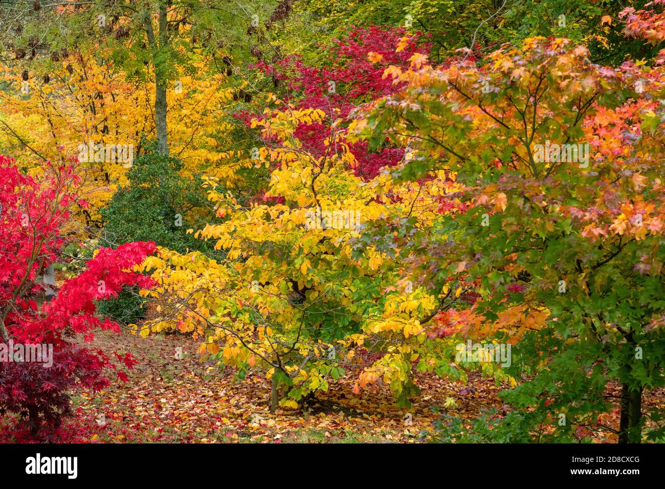 Autumn Colours in the UK Stock Photo - Alamy