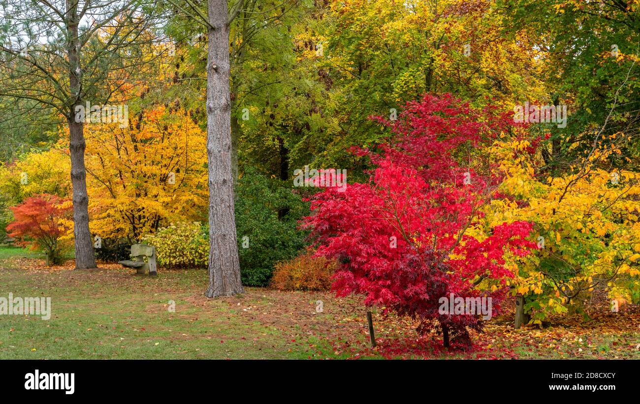 Autumn Colours in the UK Stock Photo - Alamy