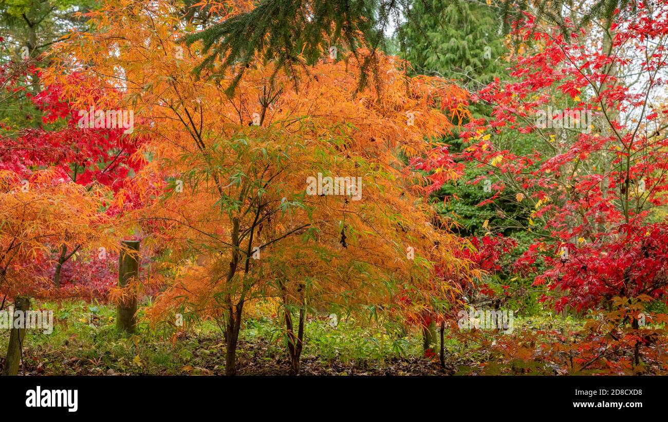 Autumn Colours in the UK Stock Photo - Alamy