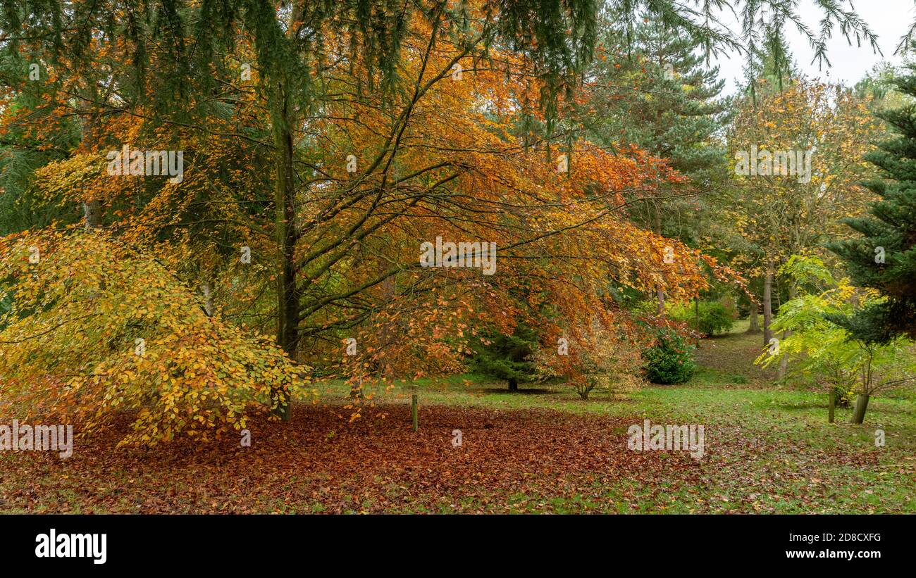 Autumn Colours in the UK Stock Photo - Alamy