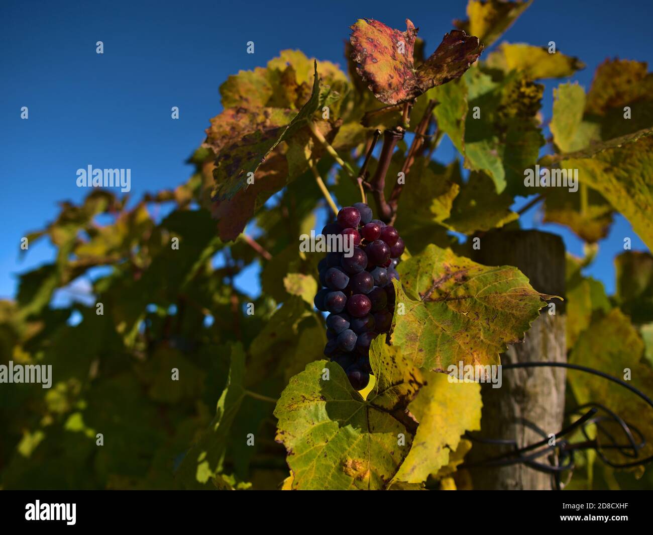 Bunch of beautiful purple colored ripe vine grapes (used for ice wine ...