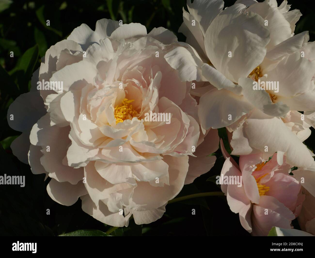 Paeonia Reine Deluxe. Double pink peony flower. Paeonia lactiflora ...