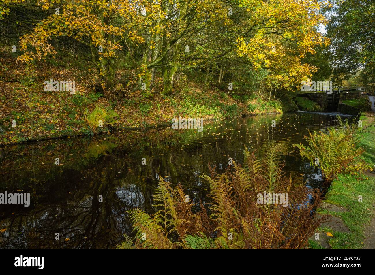 Autumn colours Huddersfield Narrow Canal Uppermill to Dobcross section, Saddleworth, Oldham ...