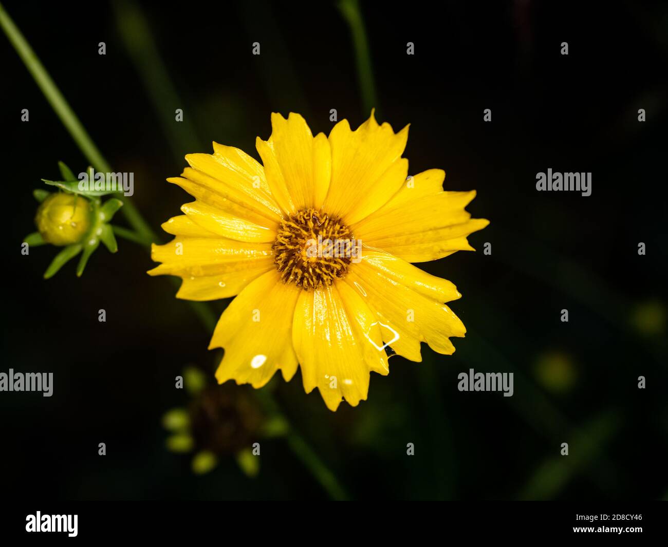 Closeup of a cute flower under the sunlight Stock Photo - Alamy