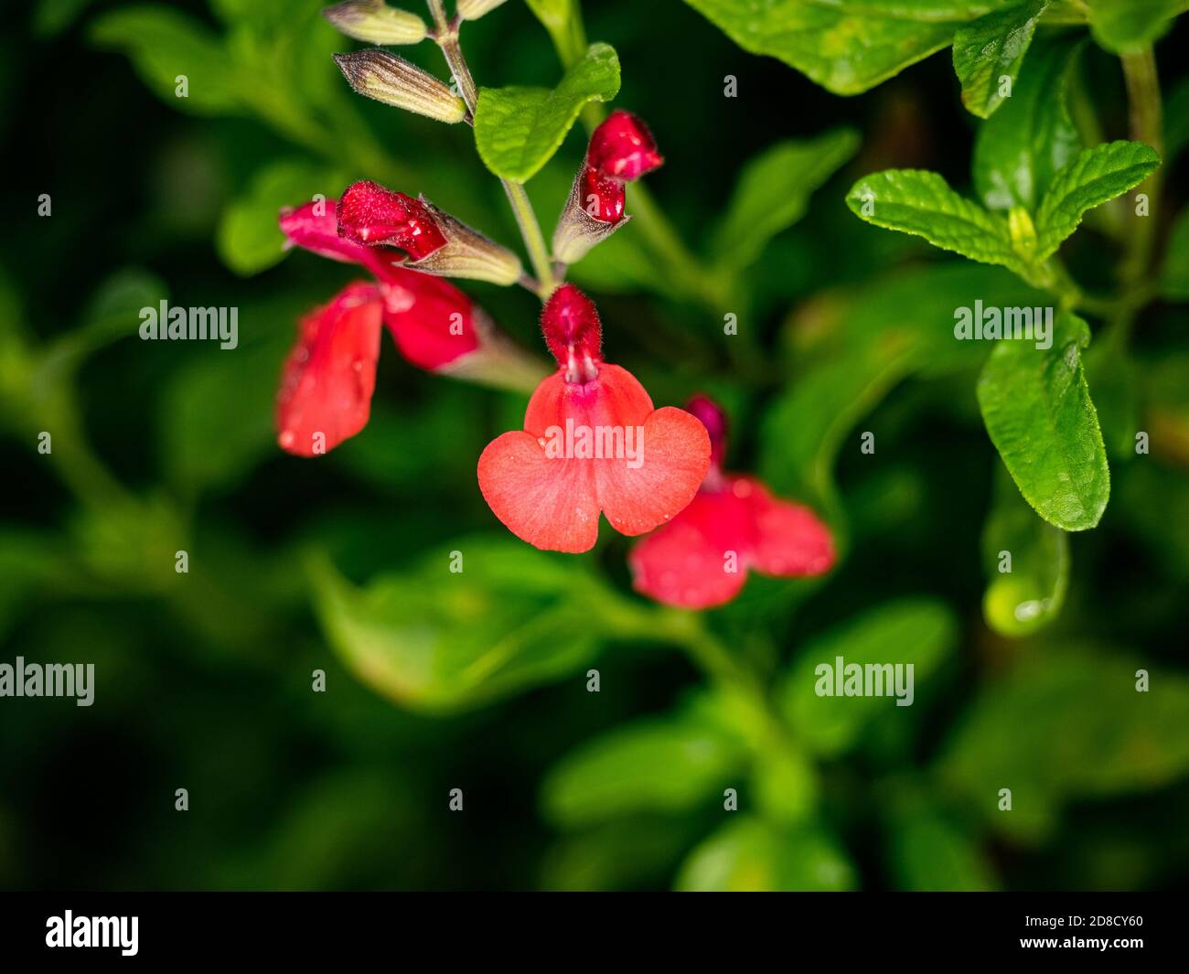 Closeup of a cute flower under the sunlight Stock Photo - Alamy