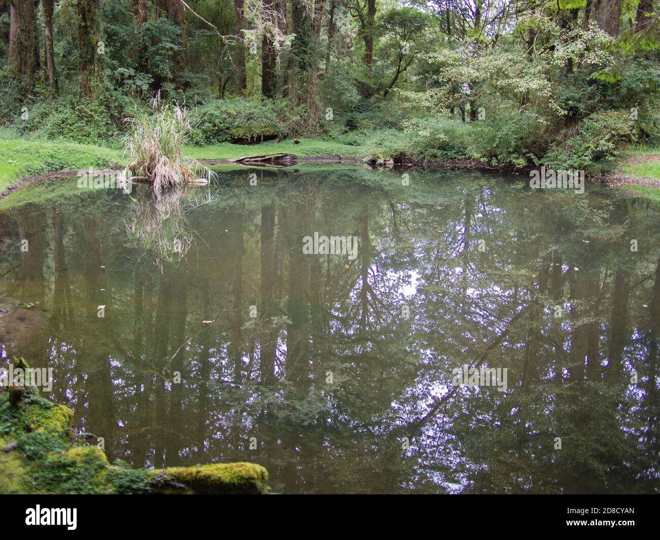 The Younger Sister Pond of the Sisters Pond in Alishan National Forest ...