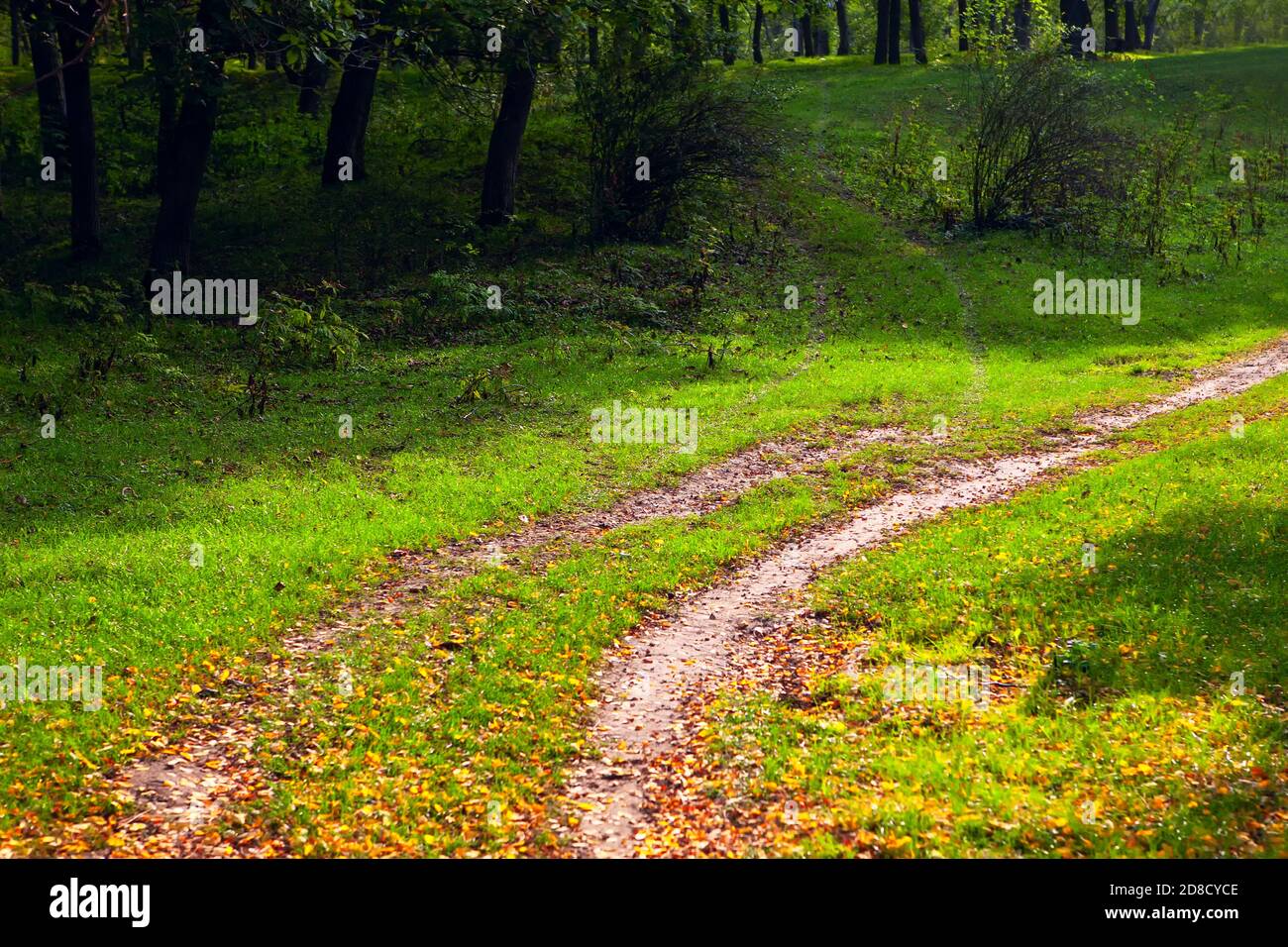 Autumn walking path in the forest Stock Photo - Alamy