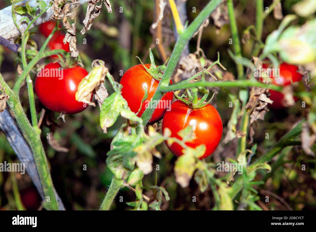 Late season tomatoes hi-res stock photography and images - Alamy