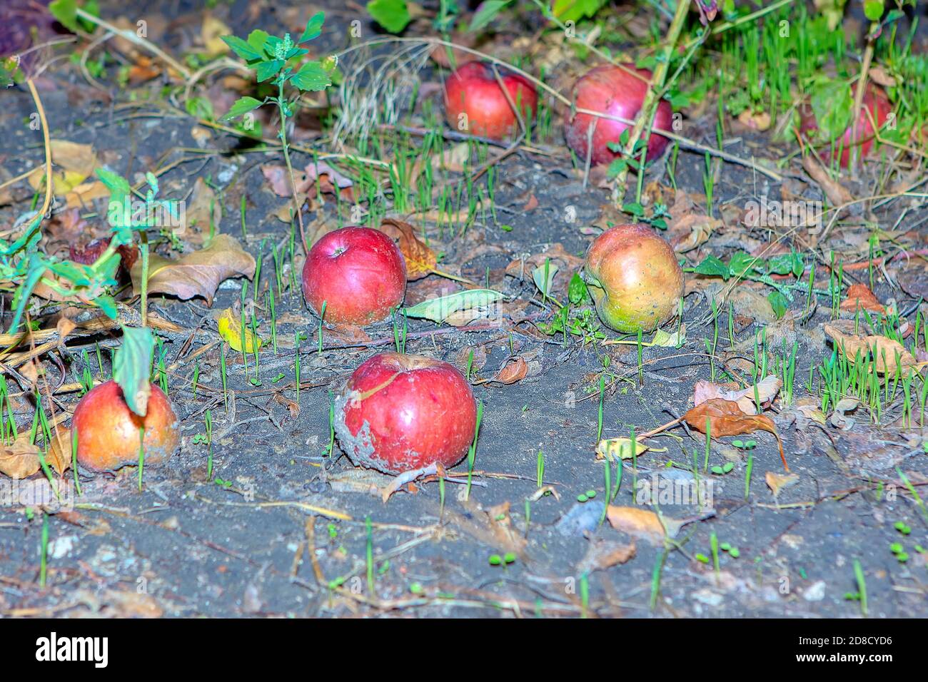 Ripe green apples falling down hi-res stock photography and images - Alamy