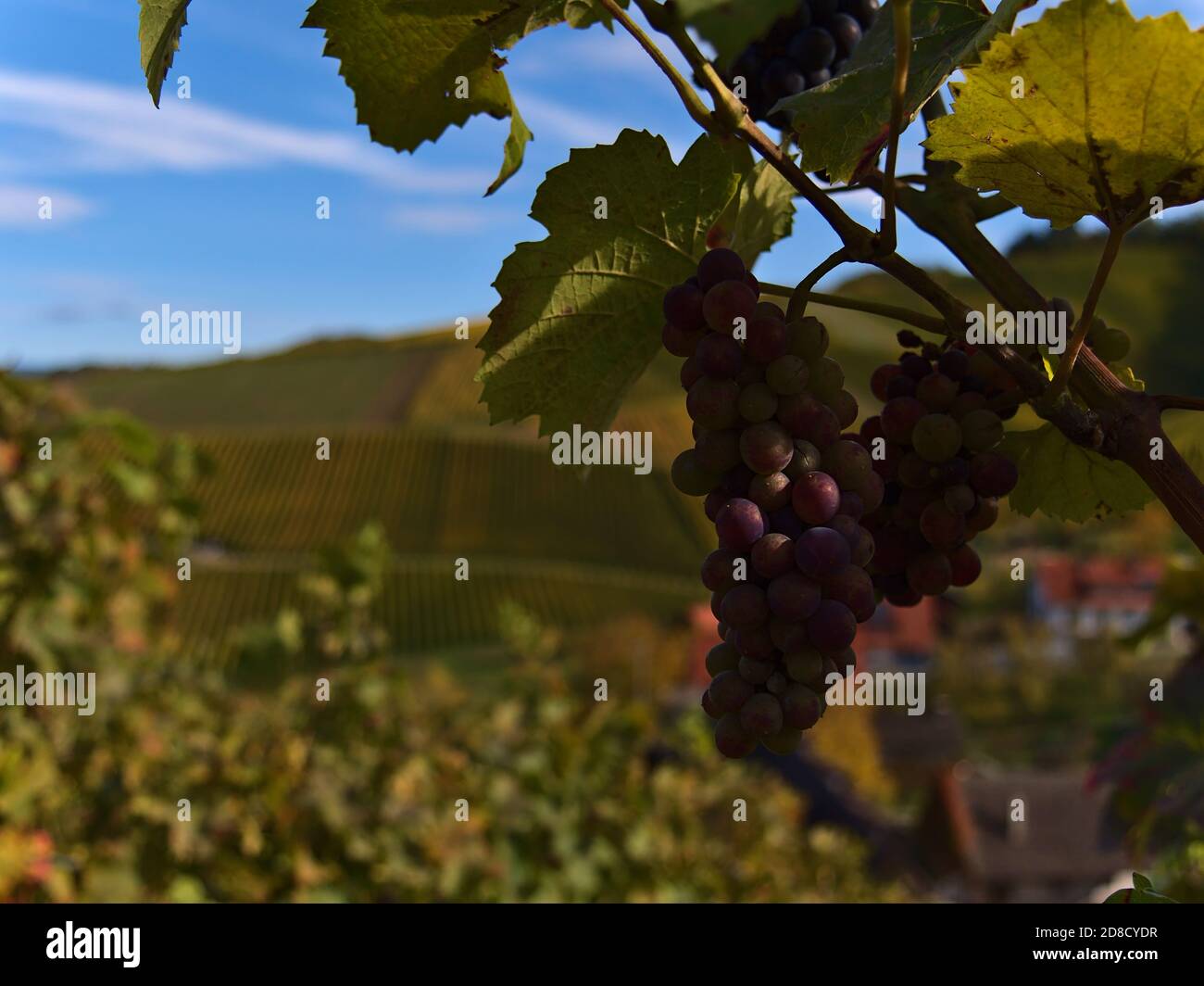 Grapes growing vineyard village background hi-res stock photography and ...