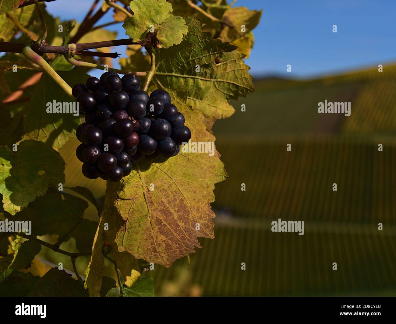 Vineyard red violet sky hi-res stock photography and images - Alamy