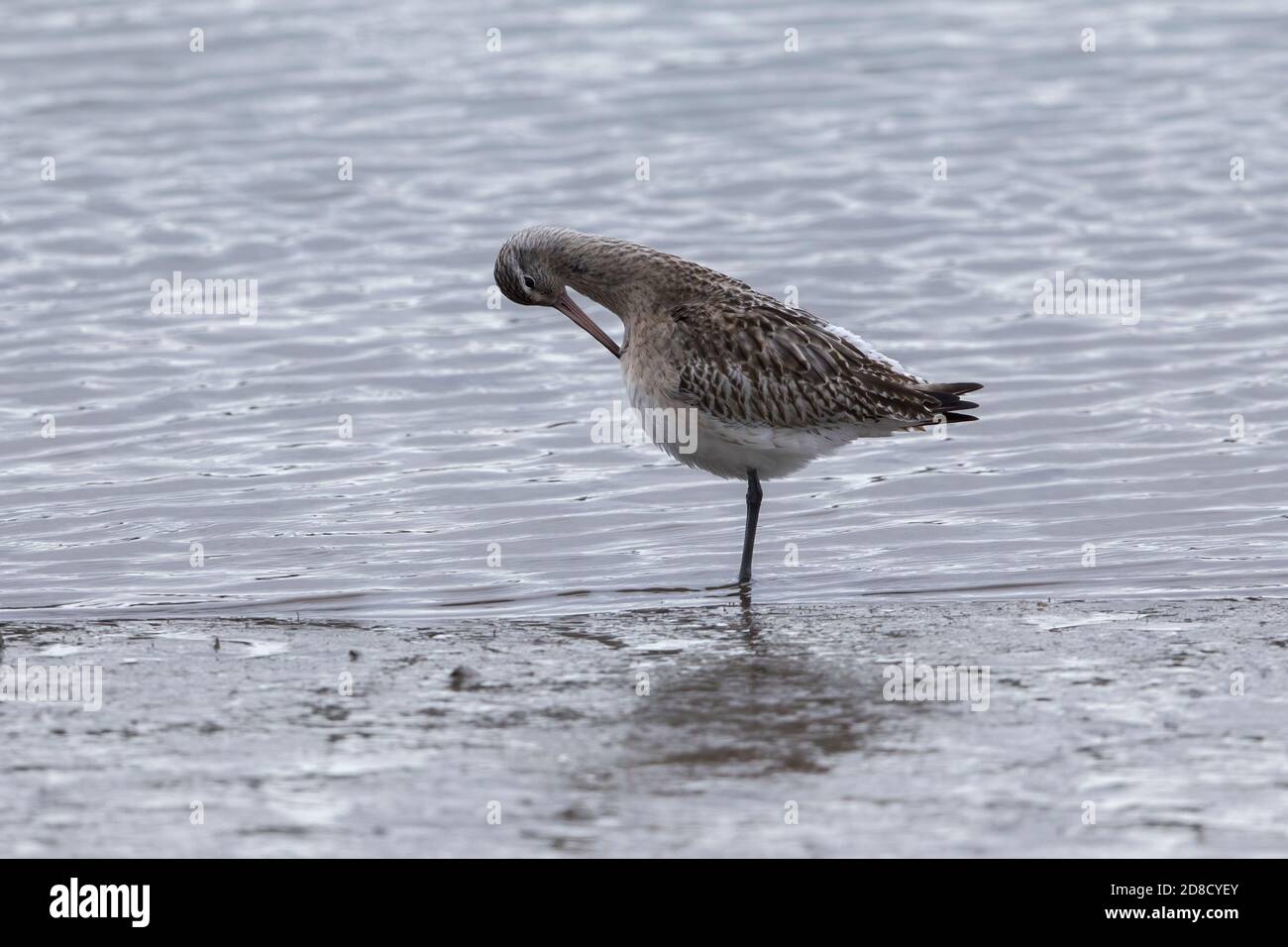 Bar Tailed Godwit (Limosa lapponica) in winter plumage preening and ...