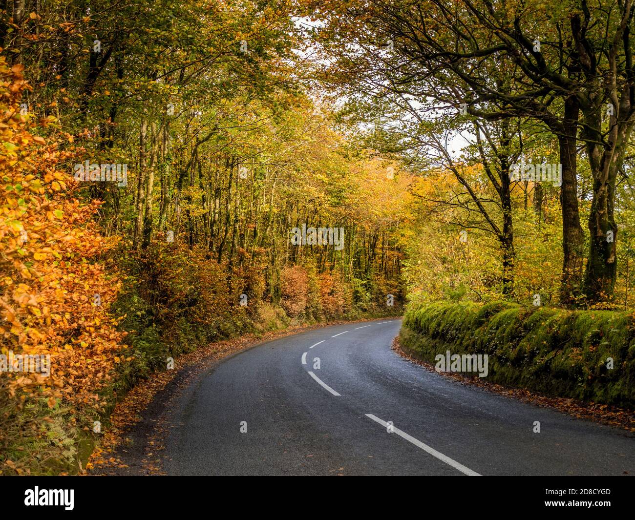 A Devon country road in autumn after rain. England, UK Stock Photo - Alamy