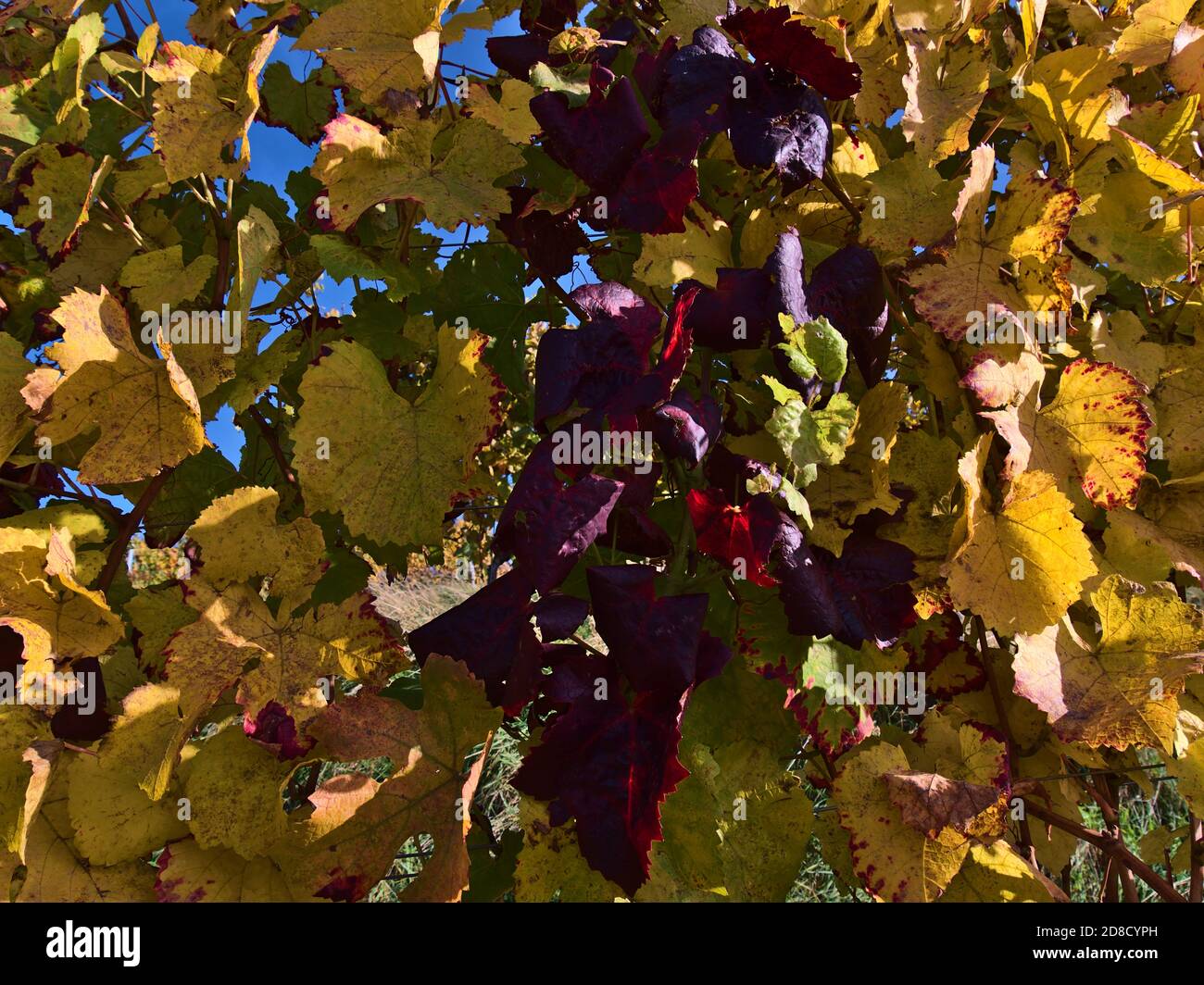 Discolored red hi-res stock photography and images - Alamy