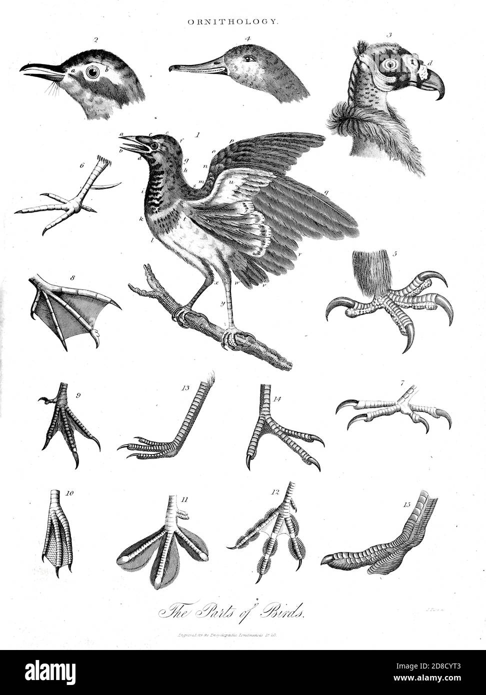 Ornithology zoology hi-res stock photography and images - Alamy