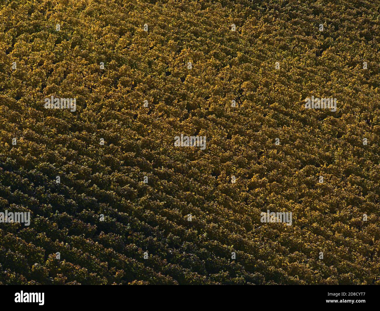 Green parallel lines hi-res stock photography and images - Alamy