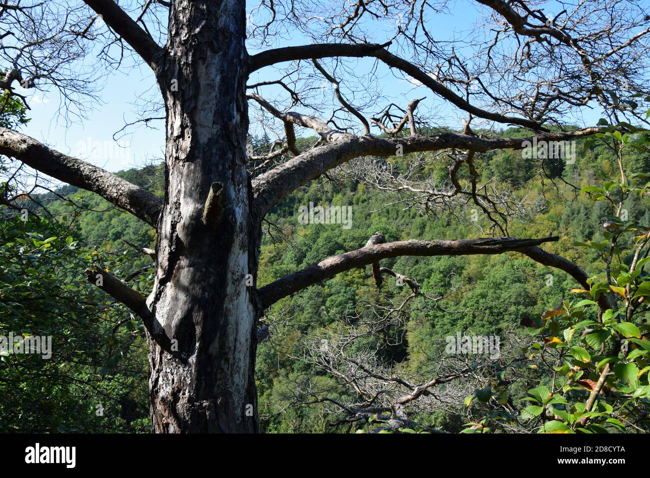 Interesting tree in Germany Stock Photo - Alamy
