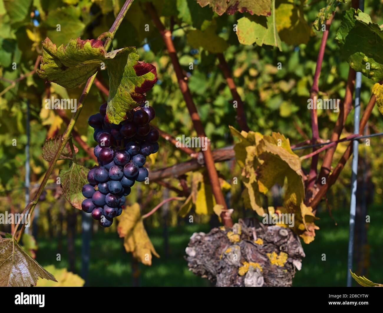 Autumn grapes leaves hi-res stock photography and images - Alamy