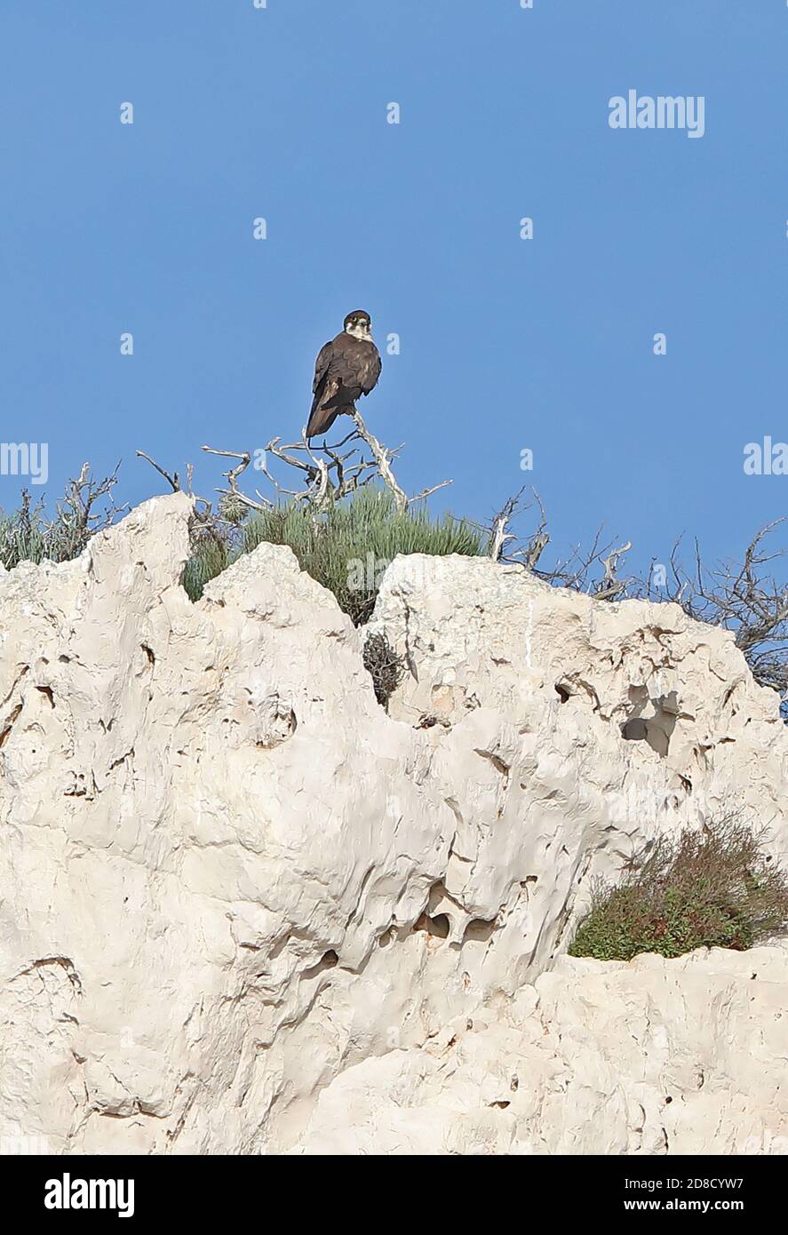 Peregrine Falcon (Falco peregrinus brookei) juvenile perched on dead ...