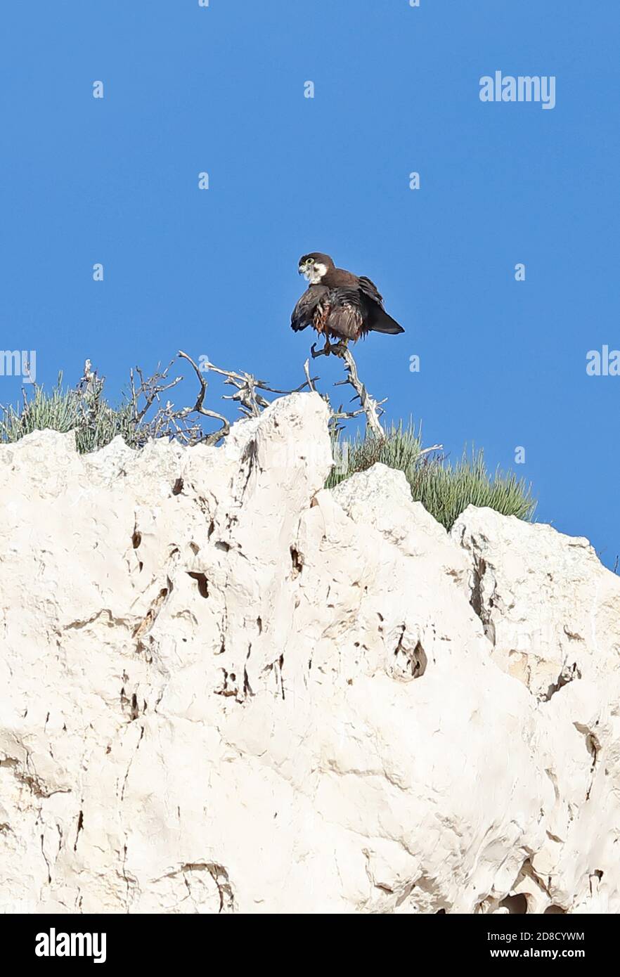Peregrine Falcon (Falco peregrinus brookei) juvenile perched on dead ...