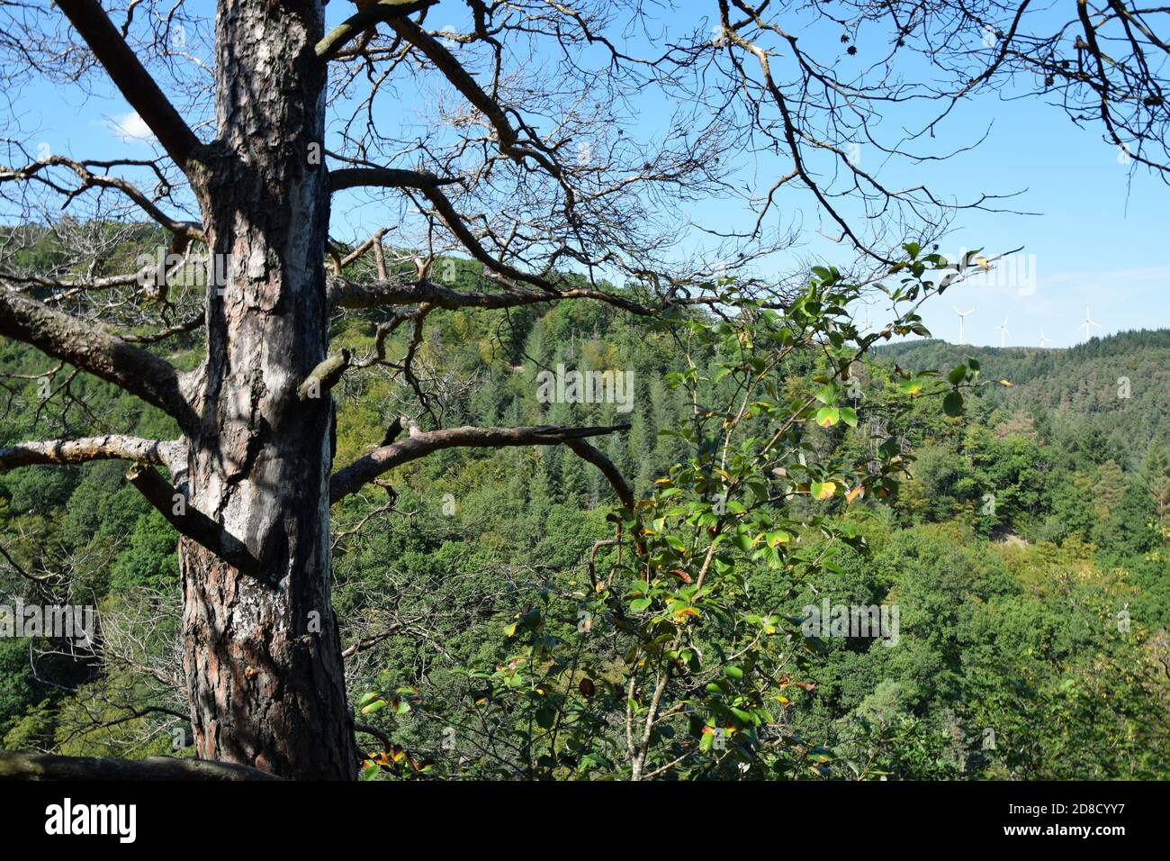 Interesting tree in Germany Stock Photo - Alamy