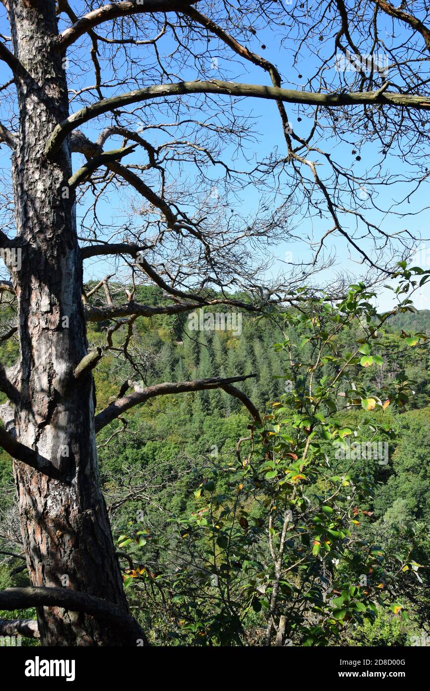 Interesting tree in Germany Stock Photo - Alamy