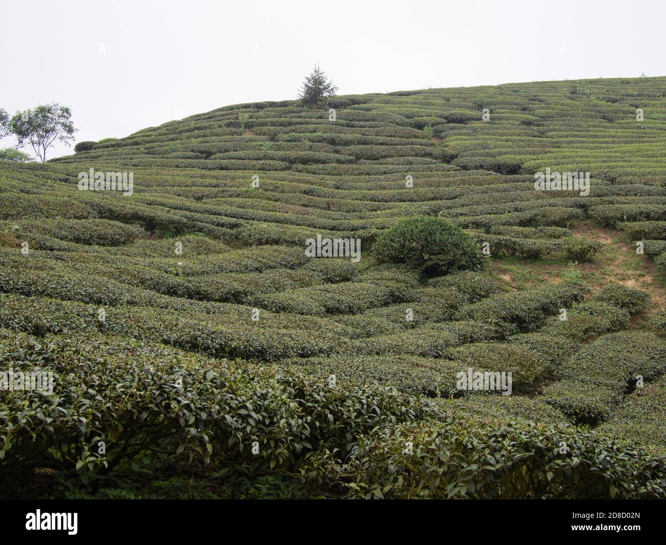 Meishan township hi-res stock photography and images - Alamy