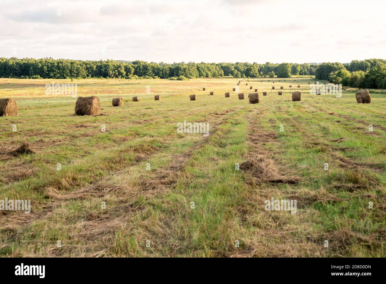 Field with mown grass. Stack of hay Stock Photo - Alamy
