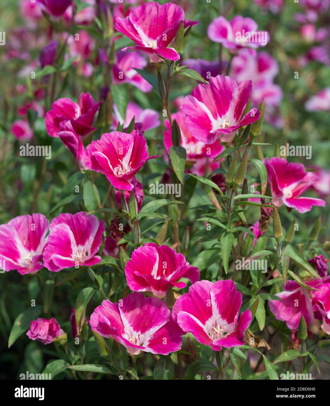 Flowers Clarkia amoena blooms in the garden Stock Photo - Alamy