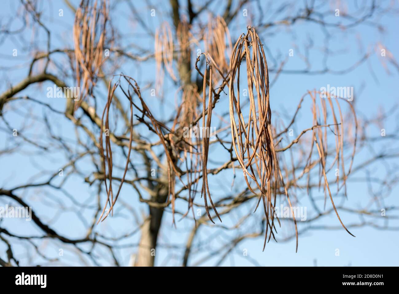 Dry pods on the tree of Catalpa bignonioides in spring Stock Photo - Alamy