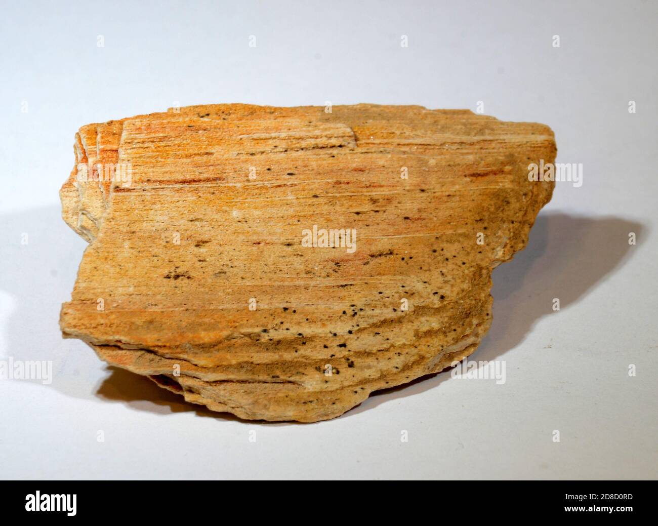 Fossilized wood hi-res stock photography and images - Alamy