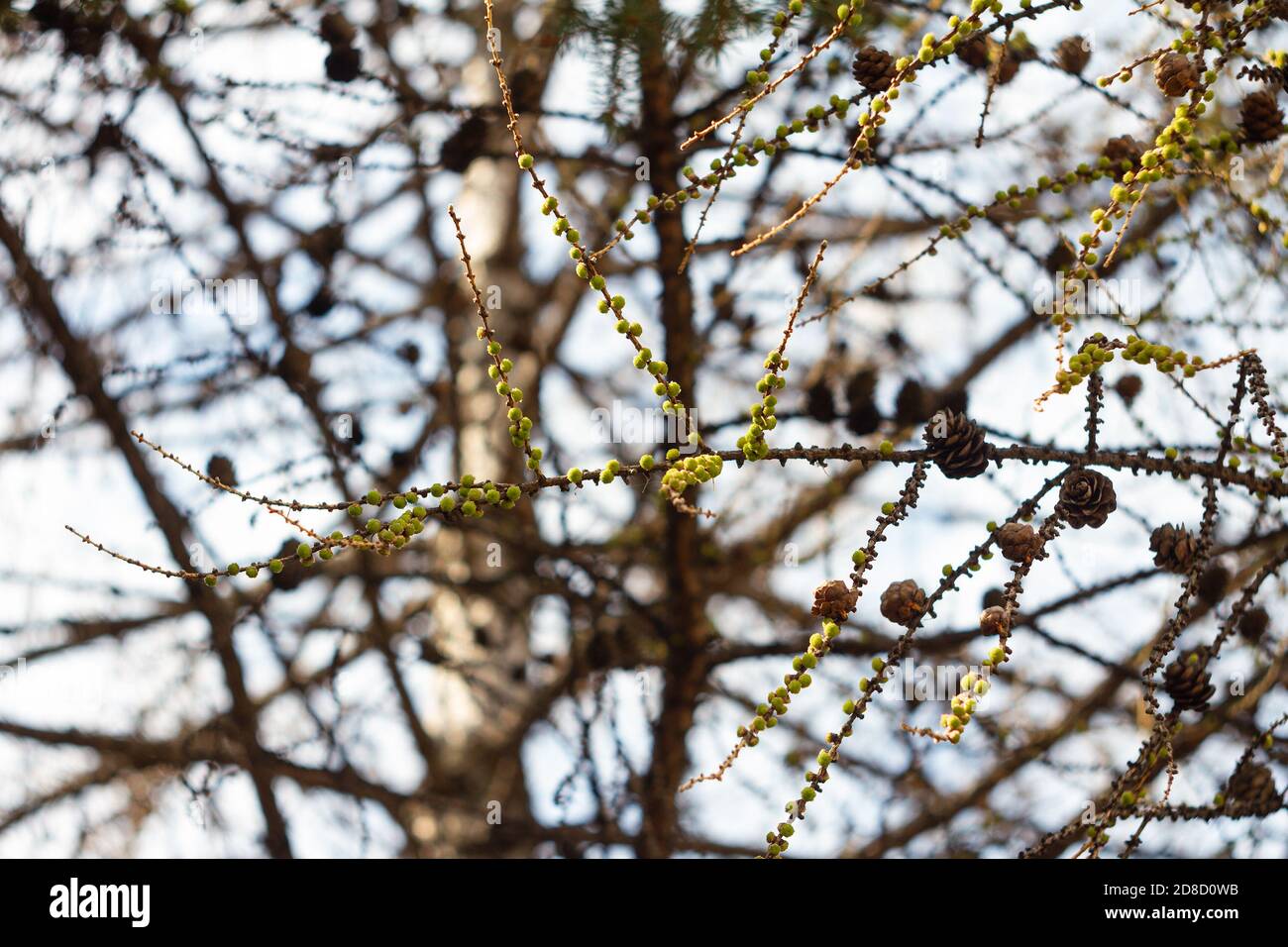 flowering branches of larch tree with buds in spring Stock Photo - Alamy